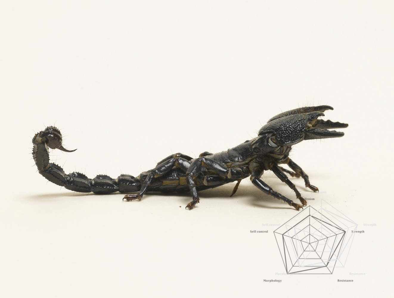 Cɑɾoliɴe Delieuƚɾɑʒ » Pandinus Dictator