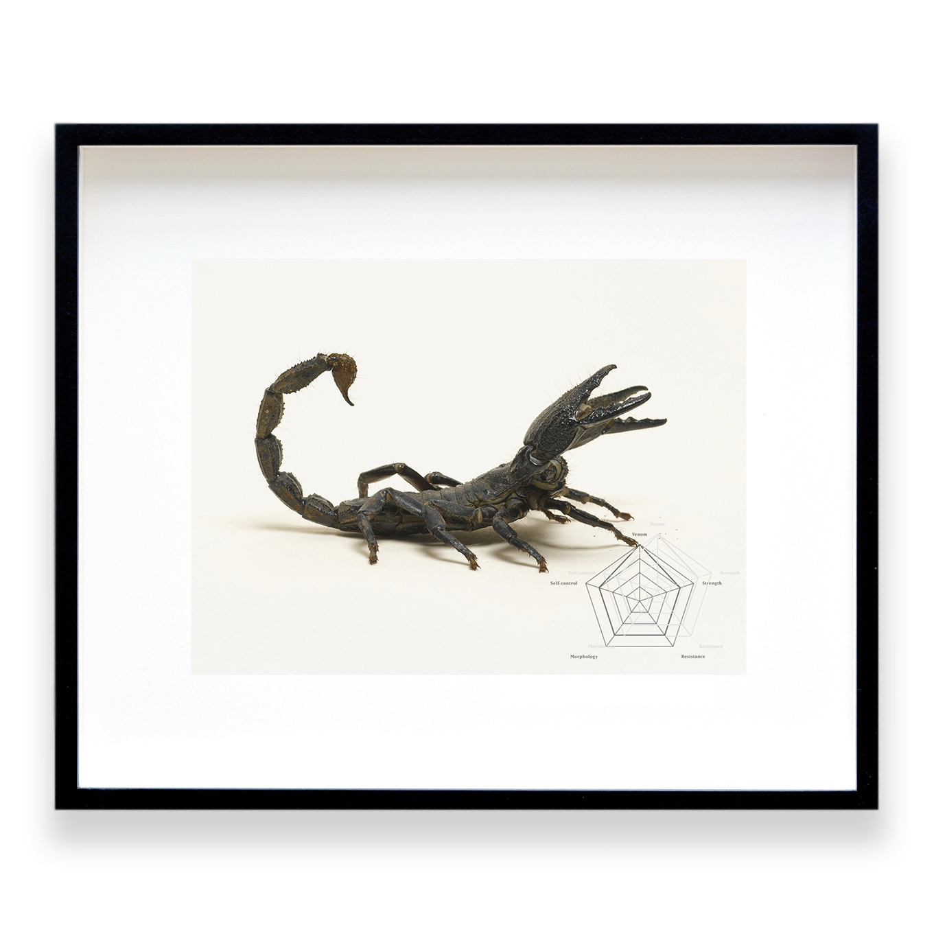 Cɑɾoliɴe Delieuƚɾɑʒ » Pandinus Dictator